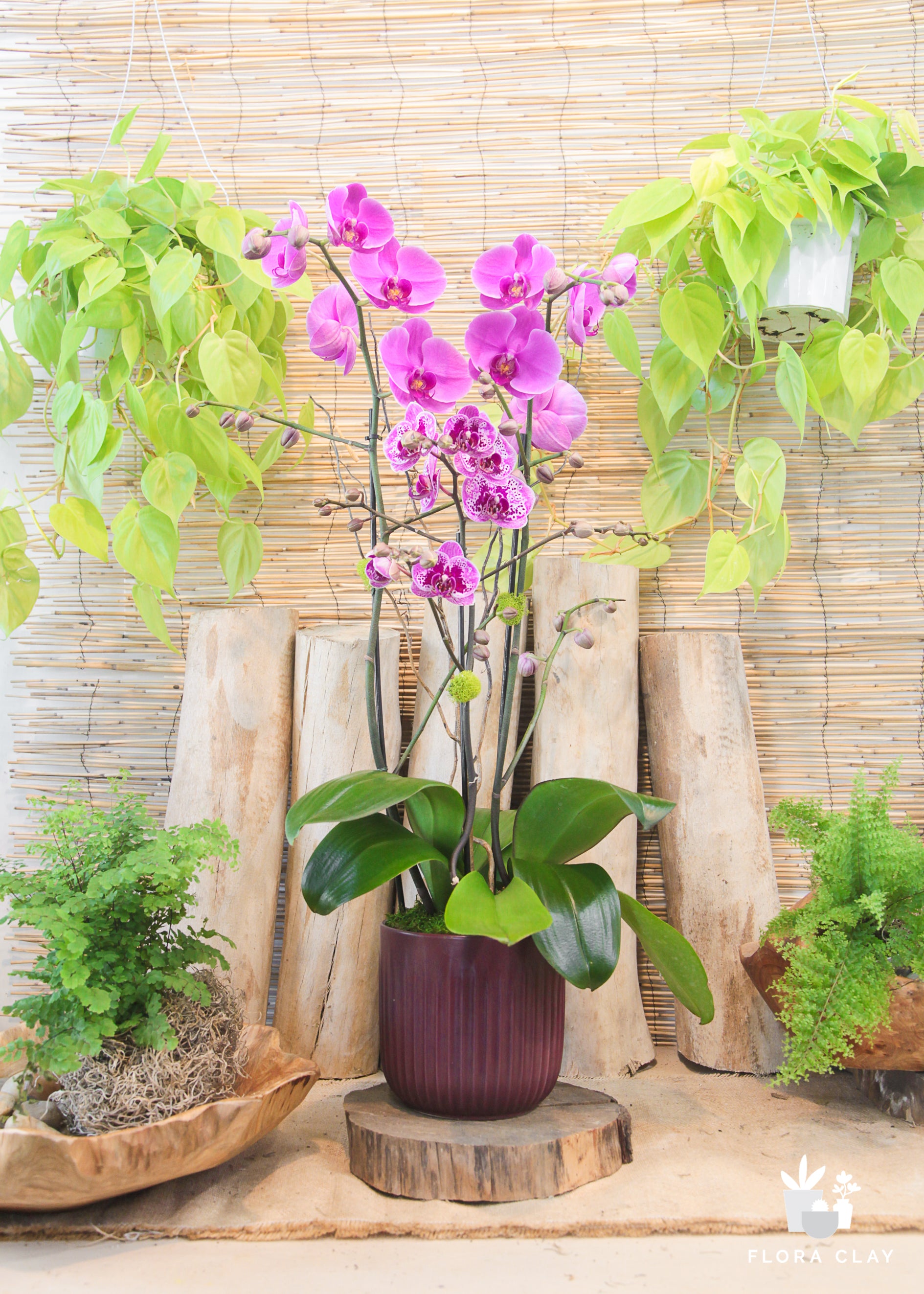 Phoenix | Orchid Arrangements – FLORA CLAY