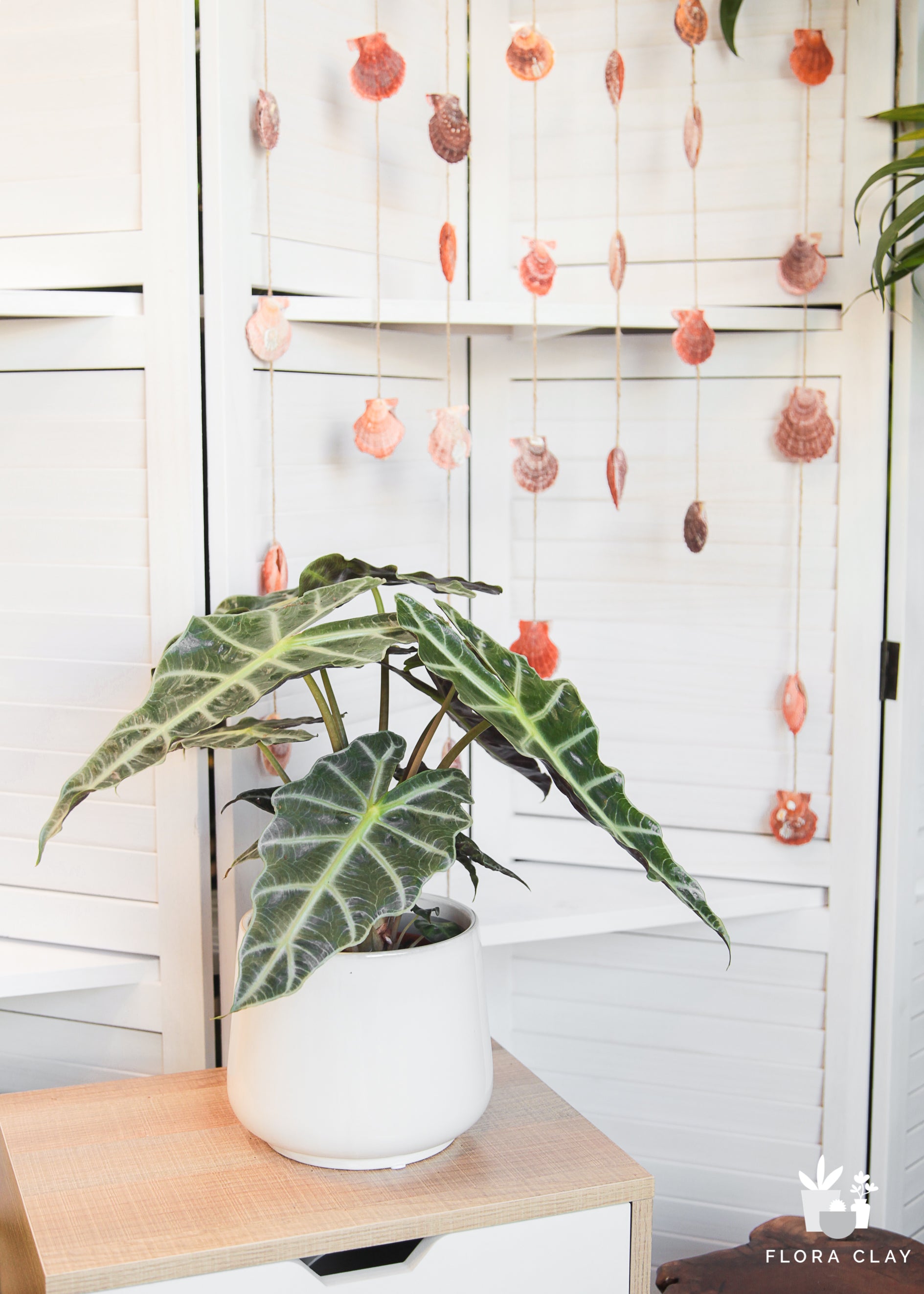 Polly Molly | Plant Arrangements – FLORA CLAY