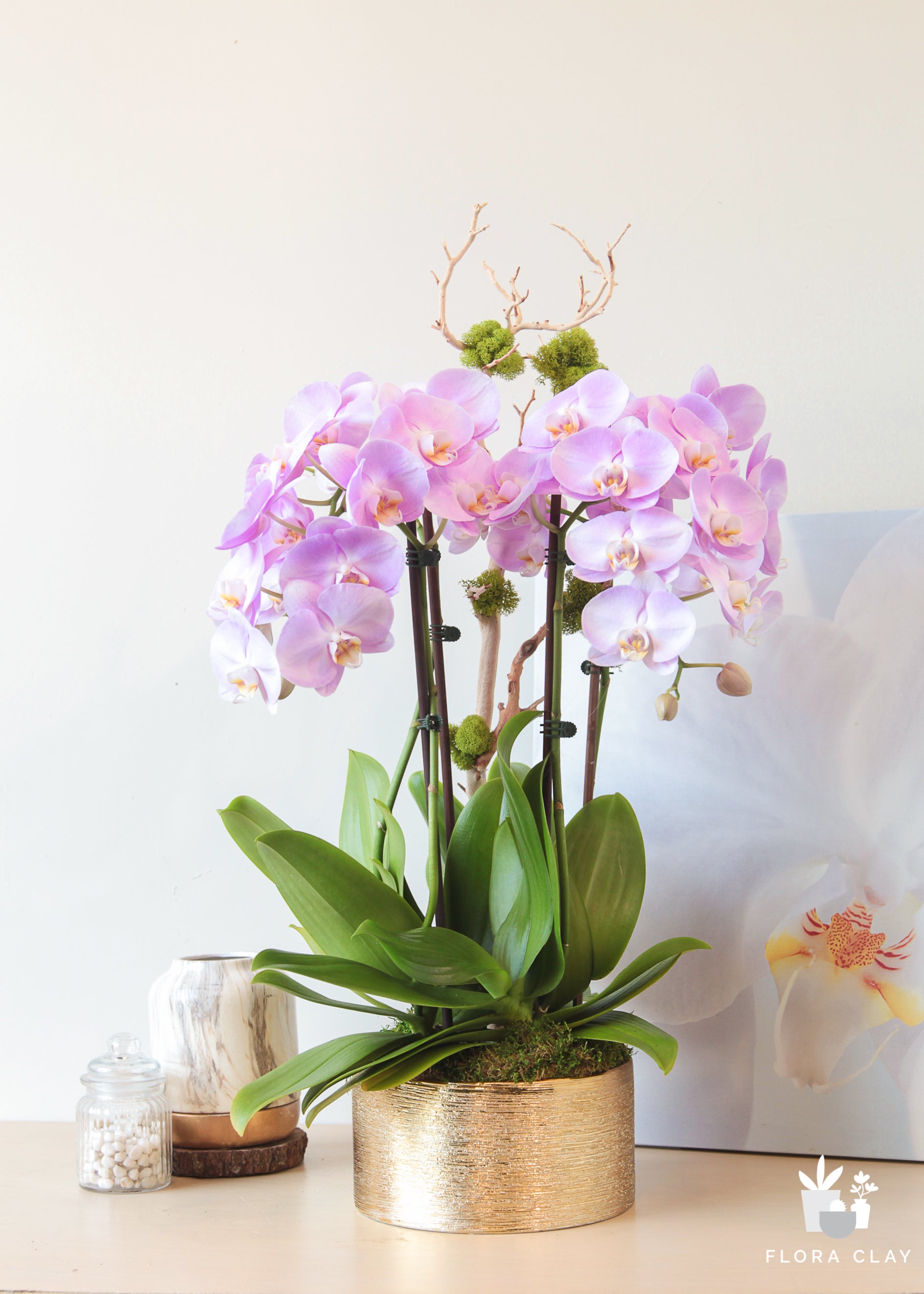 Blushed Cotton | Orchid Arrangements – FLORA CLAY