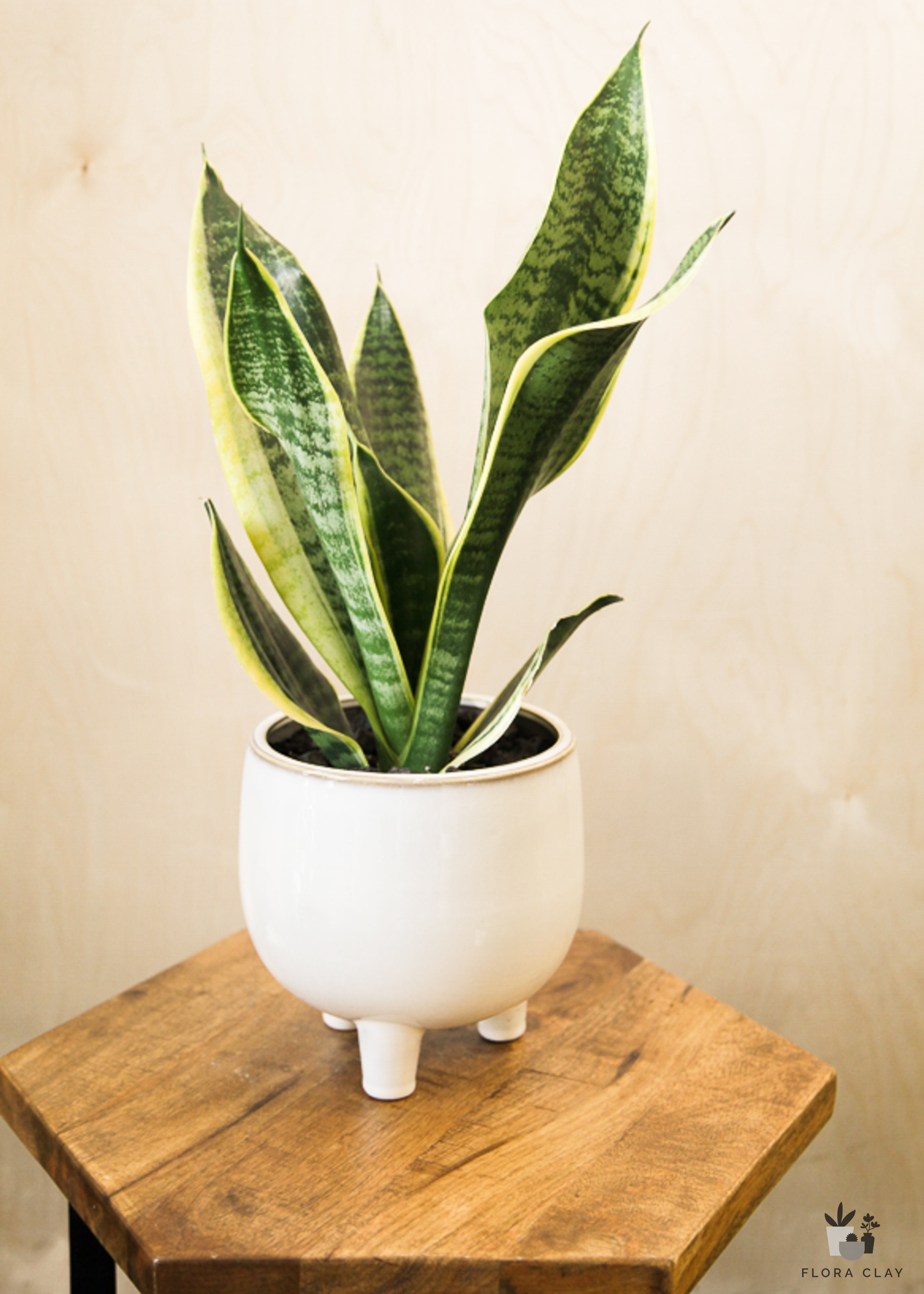 Lauren | Plant Arrangements – FLORA CLAY