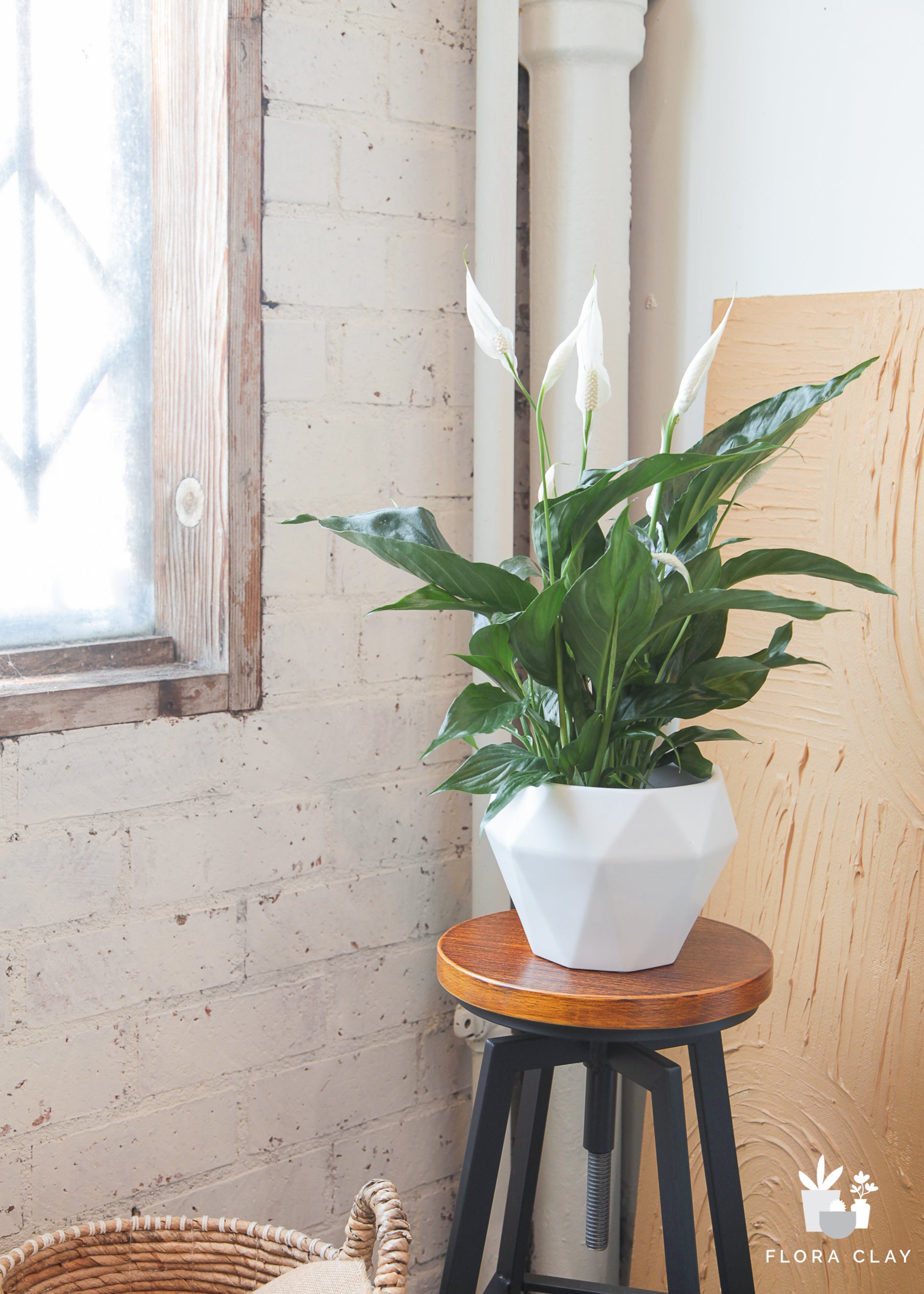 Shining Lily | Plant Arrangements – FLORA CLAY